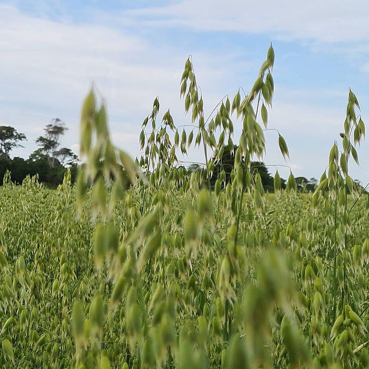 Caudill Seed | Bulk Grain Seeds