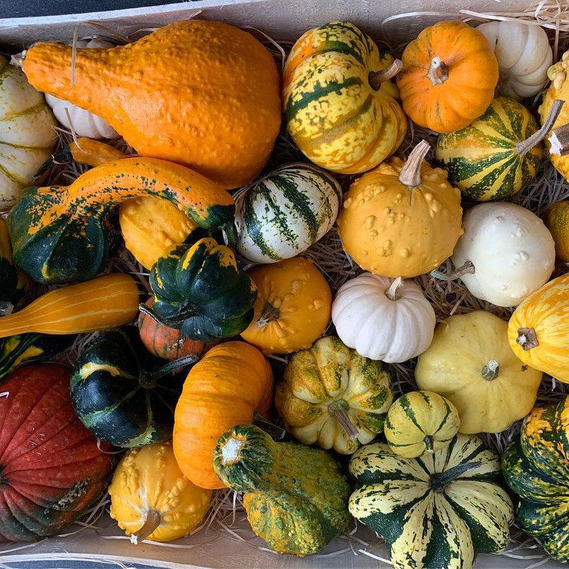 Caudill Seed | Small/Large Mixed Gourd Seed Supplier Caudill Seed | Small/Large Mixed Gourd Seed Supplier