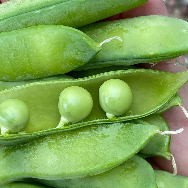 Caudill Seed | Pea Seeds | Bulk & Wholesale Caudill Seed | Pea Seeds | Bulk & Wholesale